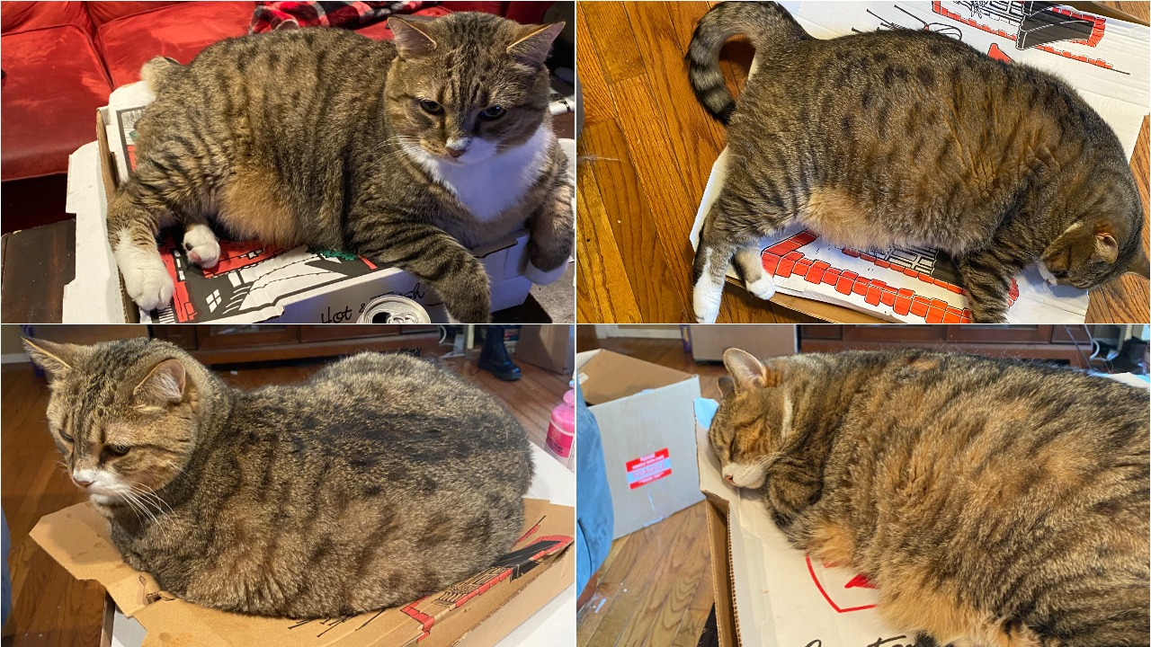 At long last, shelter cats (not just dogs!) grace our pizza boxes