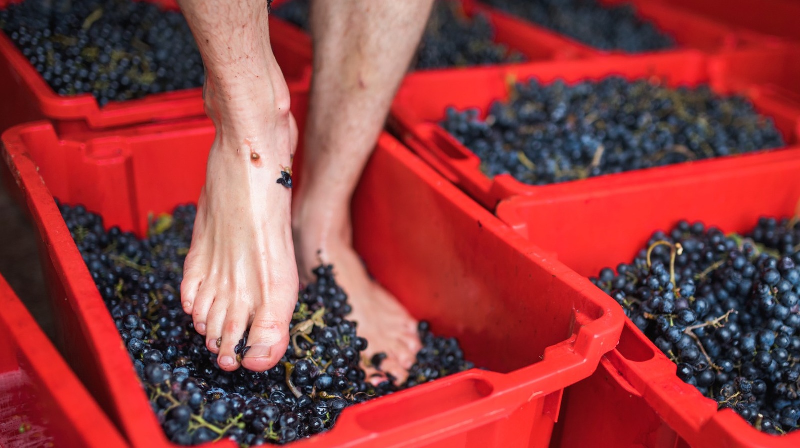Do Wine Makers Still Stomp On Grapes?