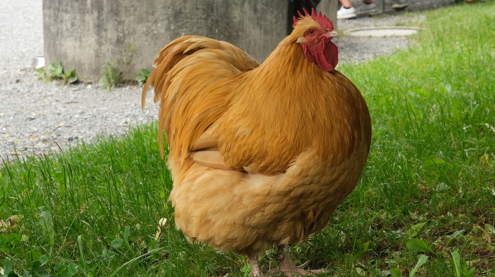 Before Modern Additives, Chickens Were Plumped Up With Lizard Fat