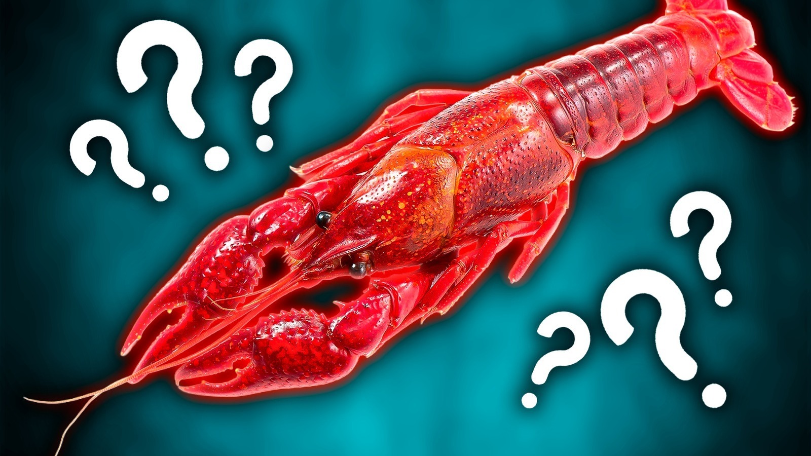 Crawfish, Crawdads, Crayfish, Oh My — Here's The Difference