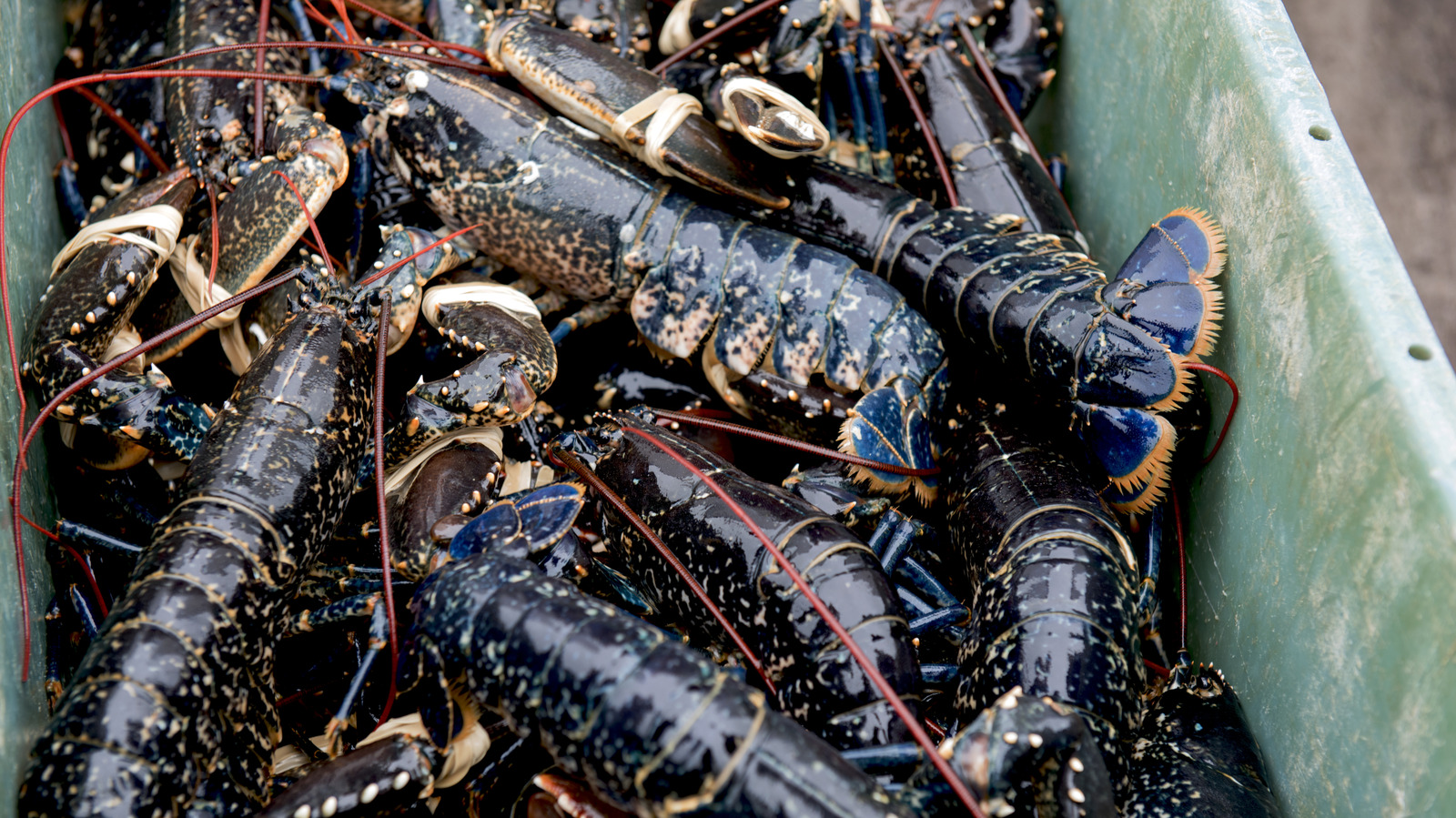 Get The Freshest Lobster Possible By Avoiding Ones That Look Like This
