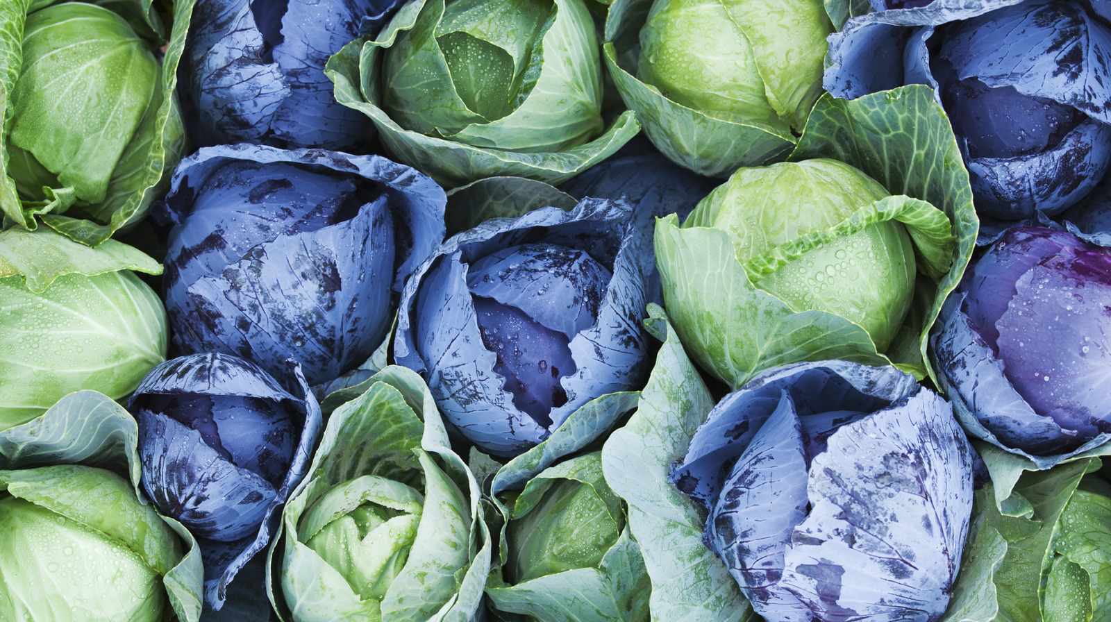 Is There A Difference Between Green And Red Cabbage