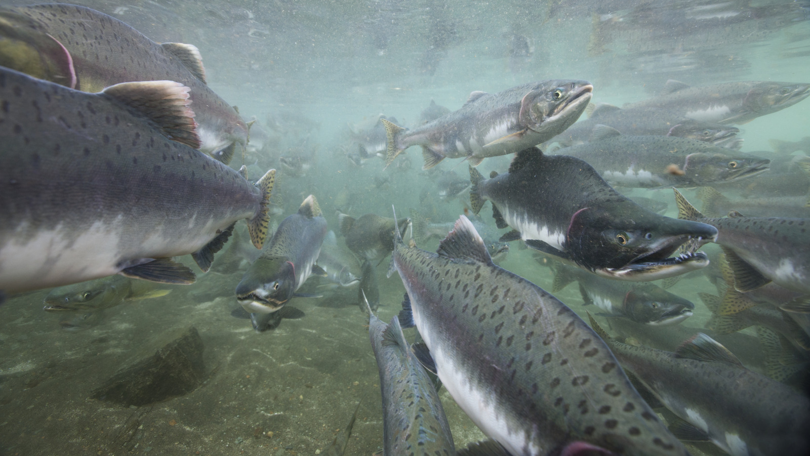 Why Salmon Is So Important To Indigenous Culture In The Pacific Northwest