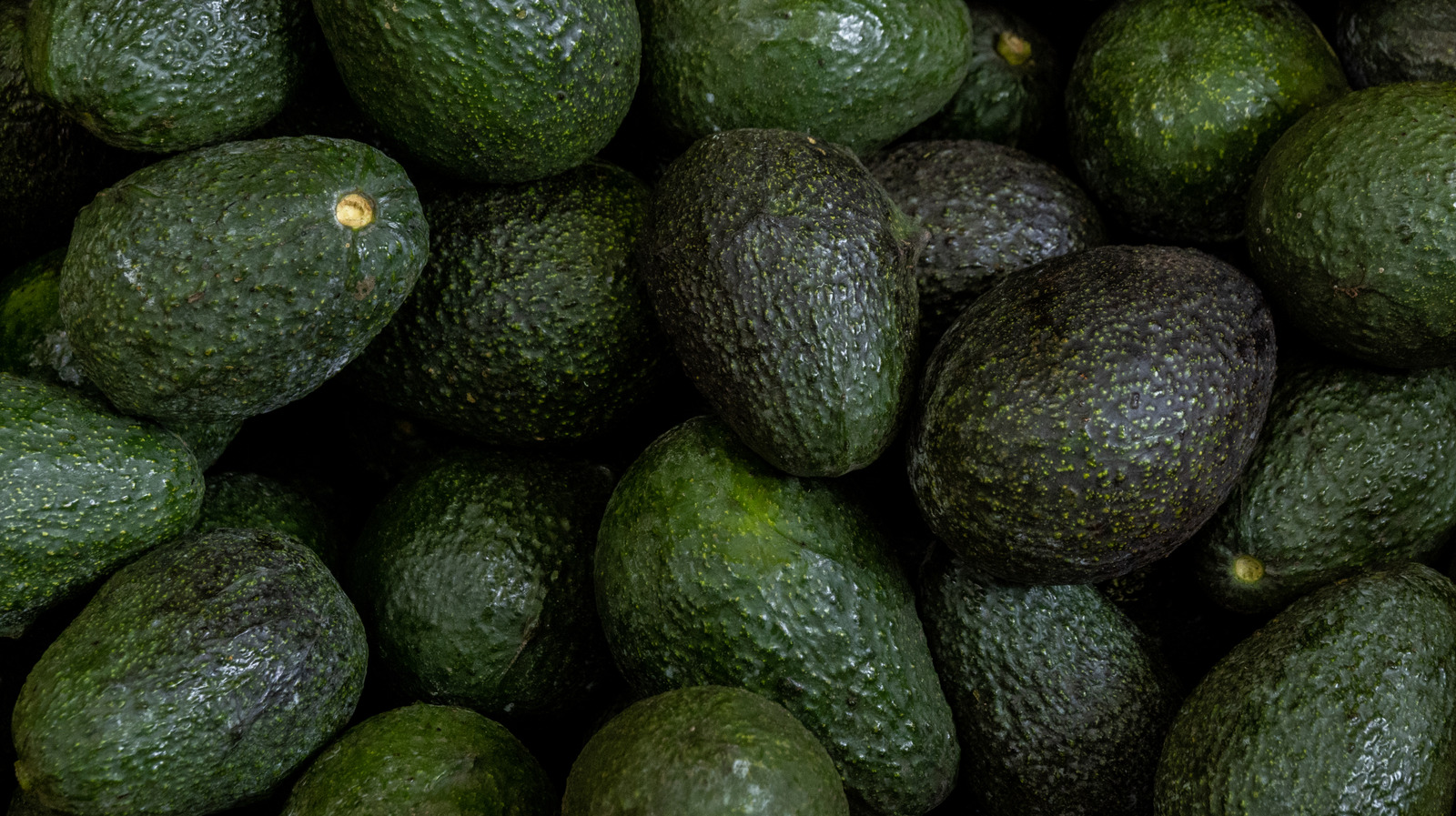 There Are So Many Kinds Of Avocados — So Why Is The Hass King Of Them All?
