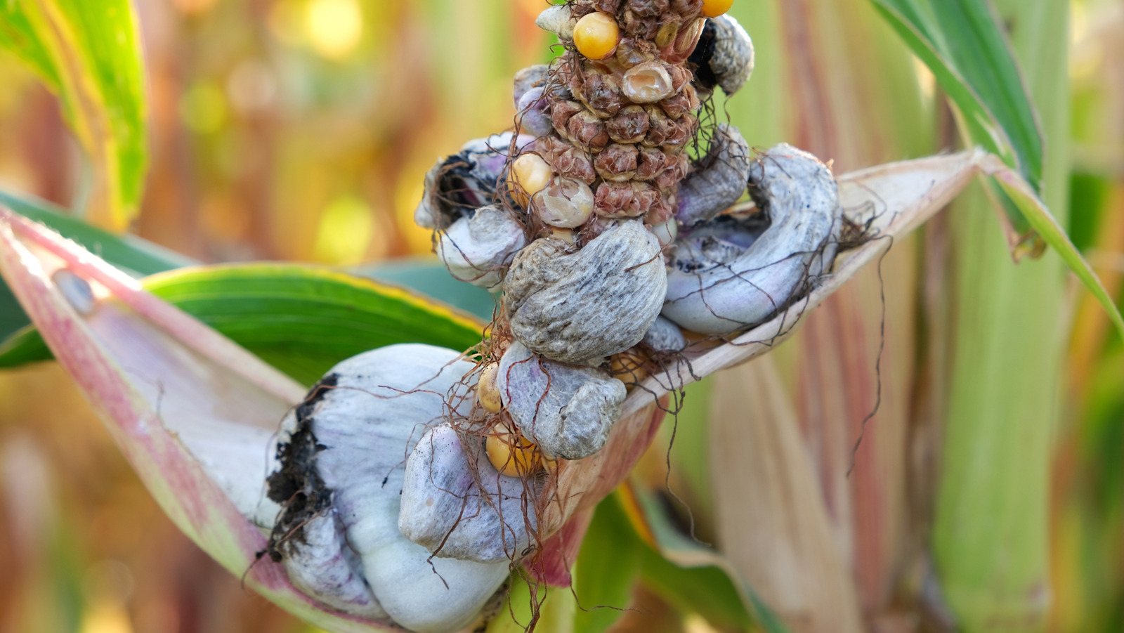 What Exactly Is Huitlacoche And Is It Safe To Eat?