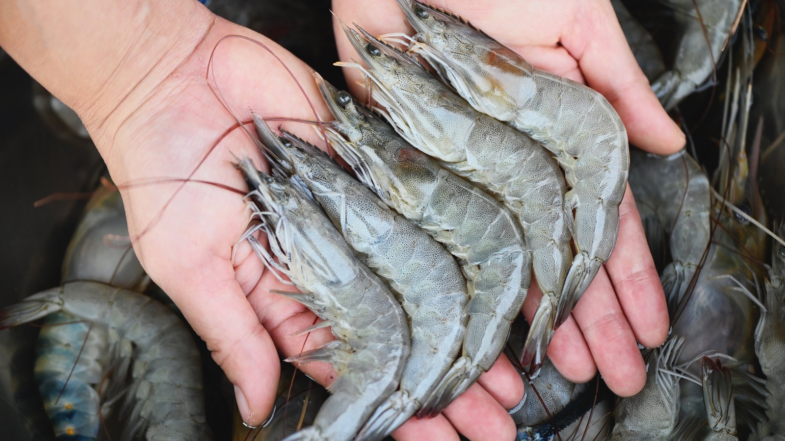 The Orange On Raw Shrimp Are Roe
