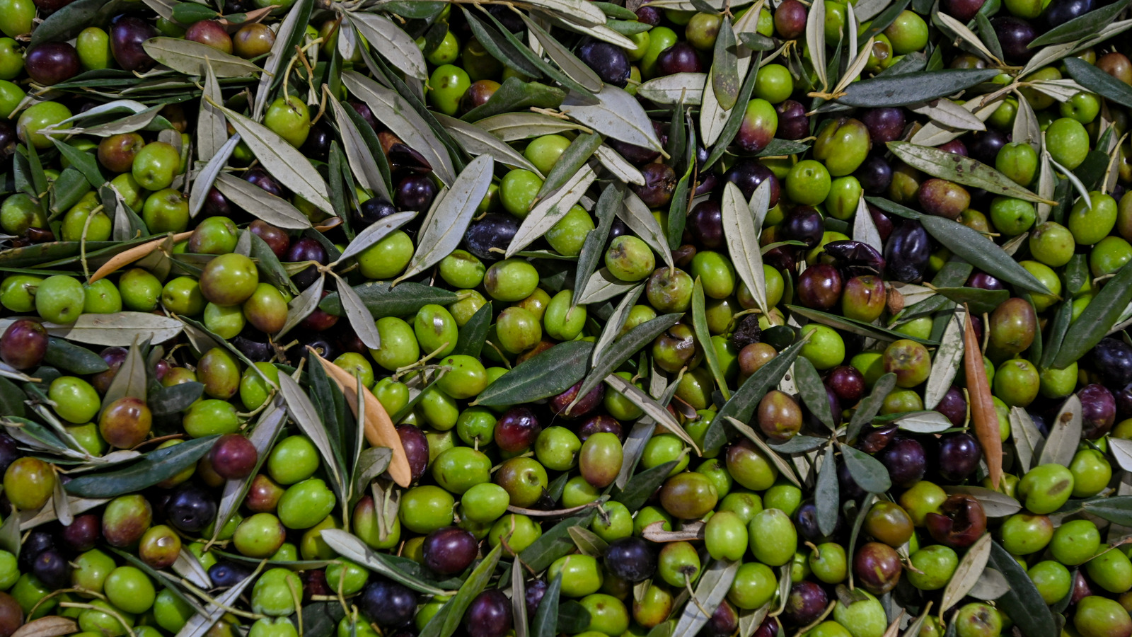 What's The Difference Between Black And Green Olives?