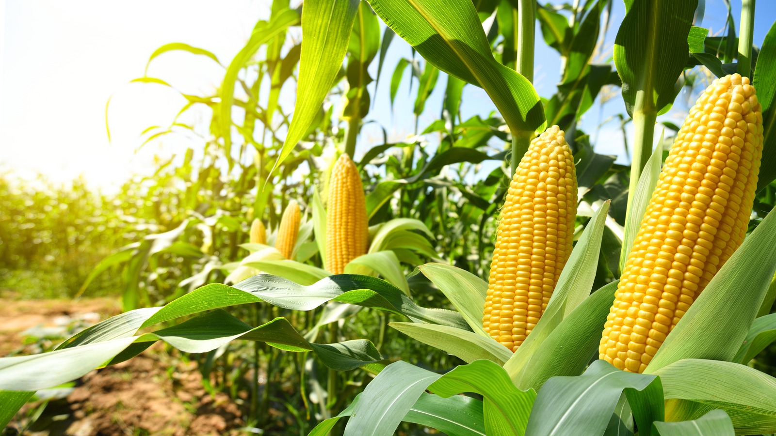 Why Does Sweet Corn Taste Sweeter Than Field Corn?